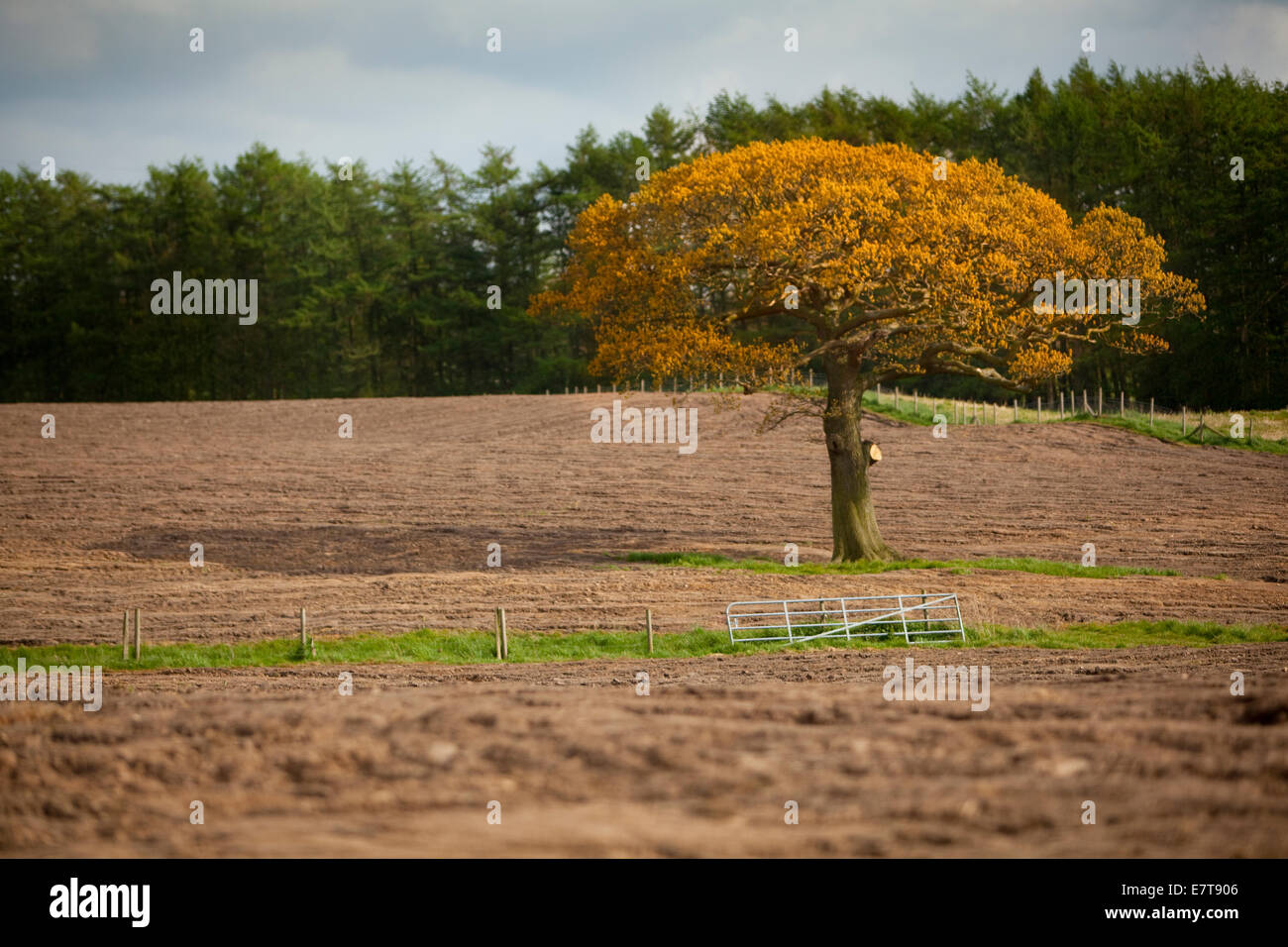An tree alone in a field with blue sky in a landscape Stock Photo - Alamy