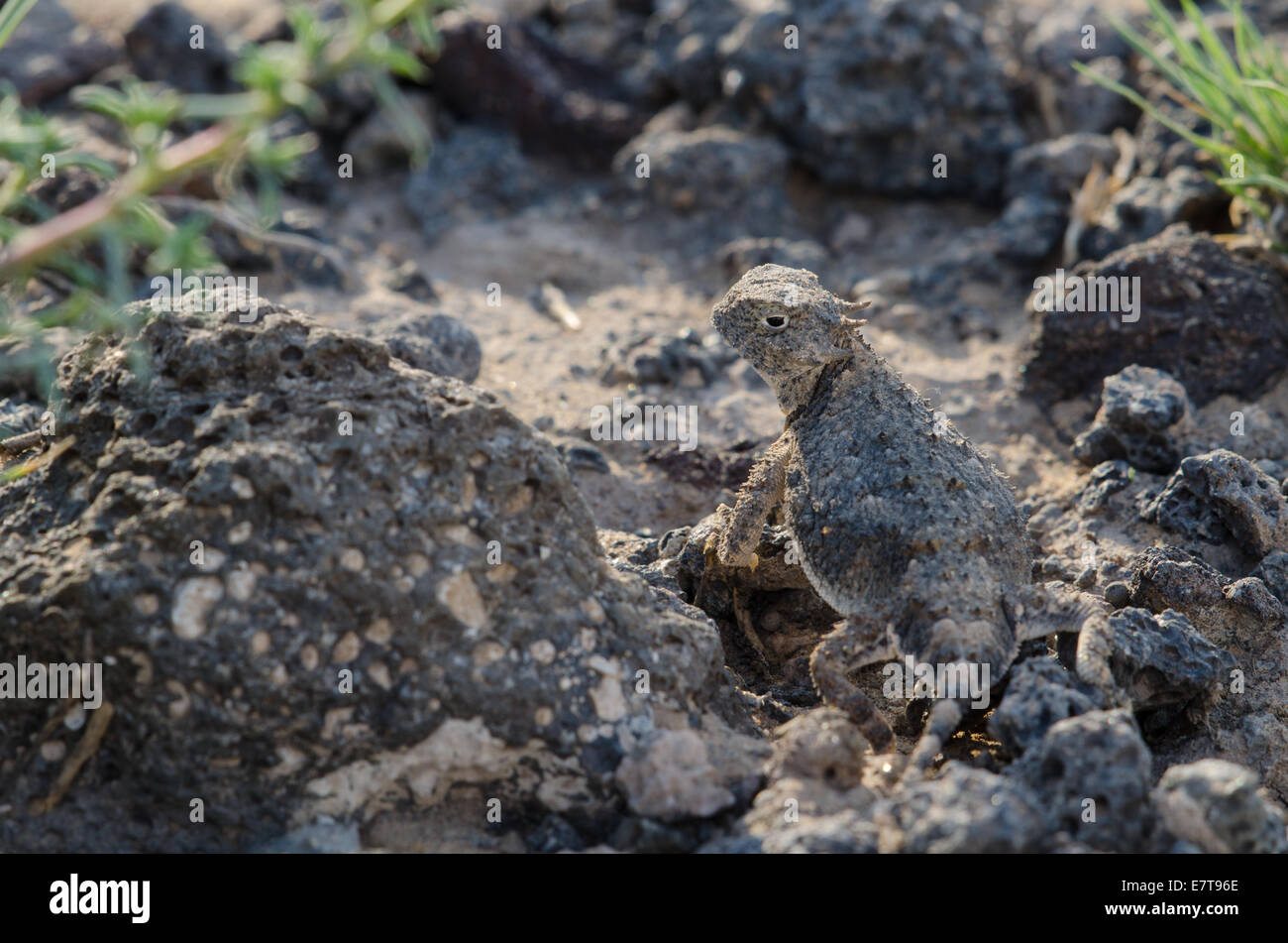 Round-tailed Horned Lizard, (Phrynosoma modestum), Volcanoes Day Use ...