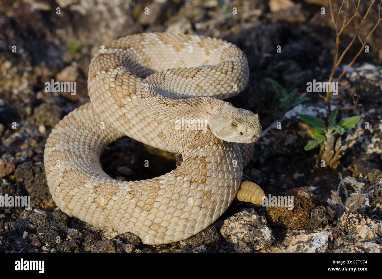An exceptionally light colored Western Diamond-backed Rattlesnake ...