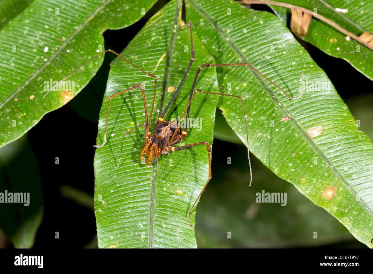 Harvestman hi-res stock photography and images - Alamy