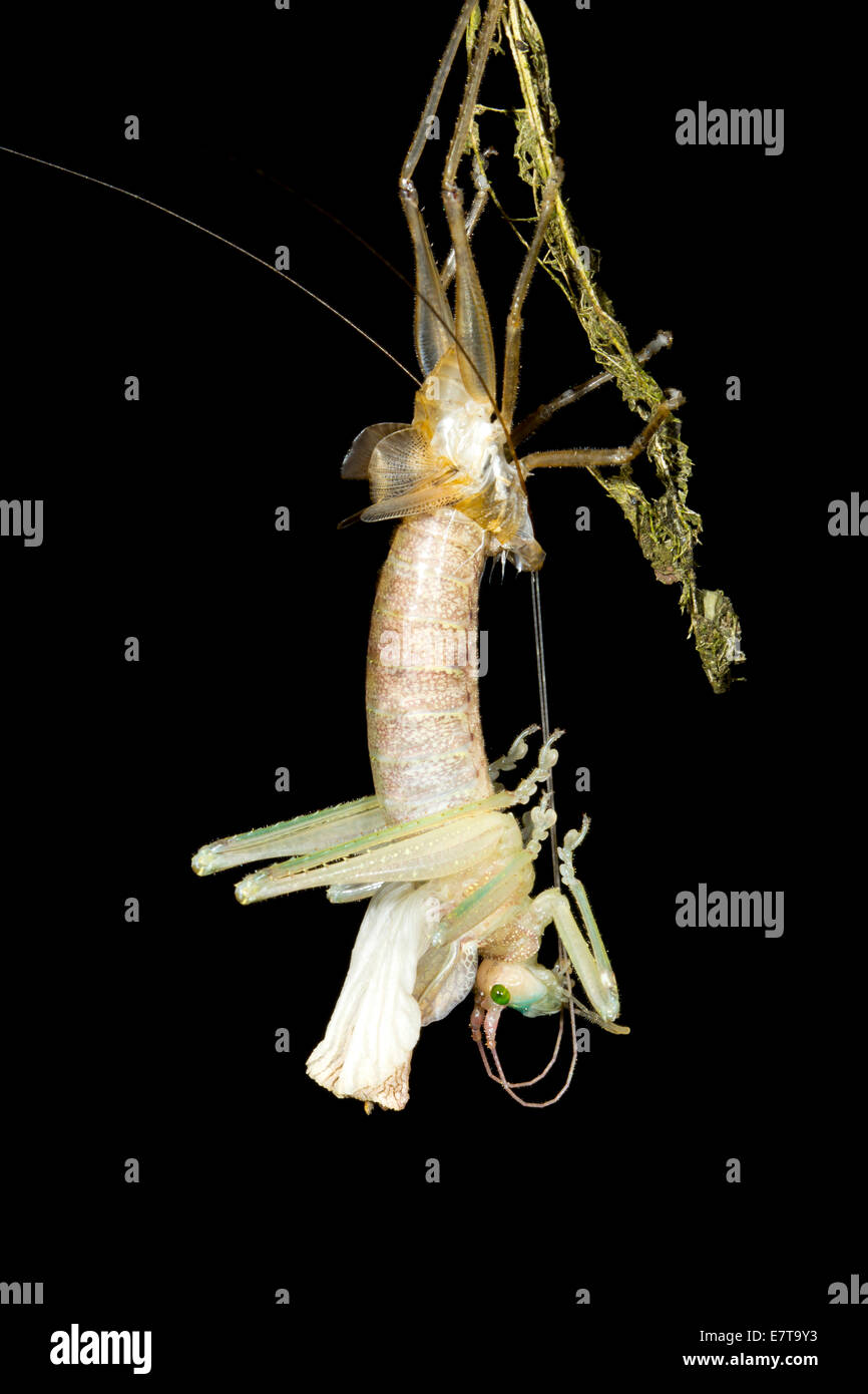 Bush cricket changing its skin in the rainforest understory at night ...