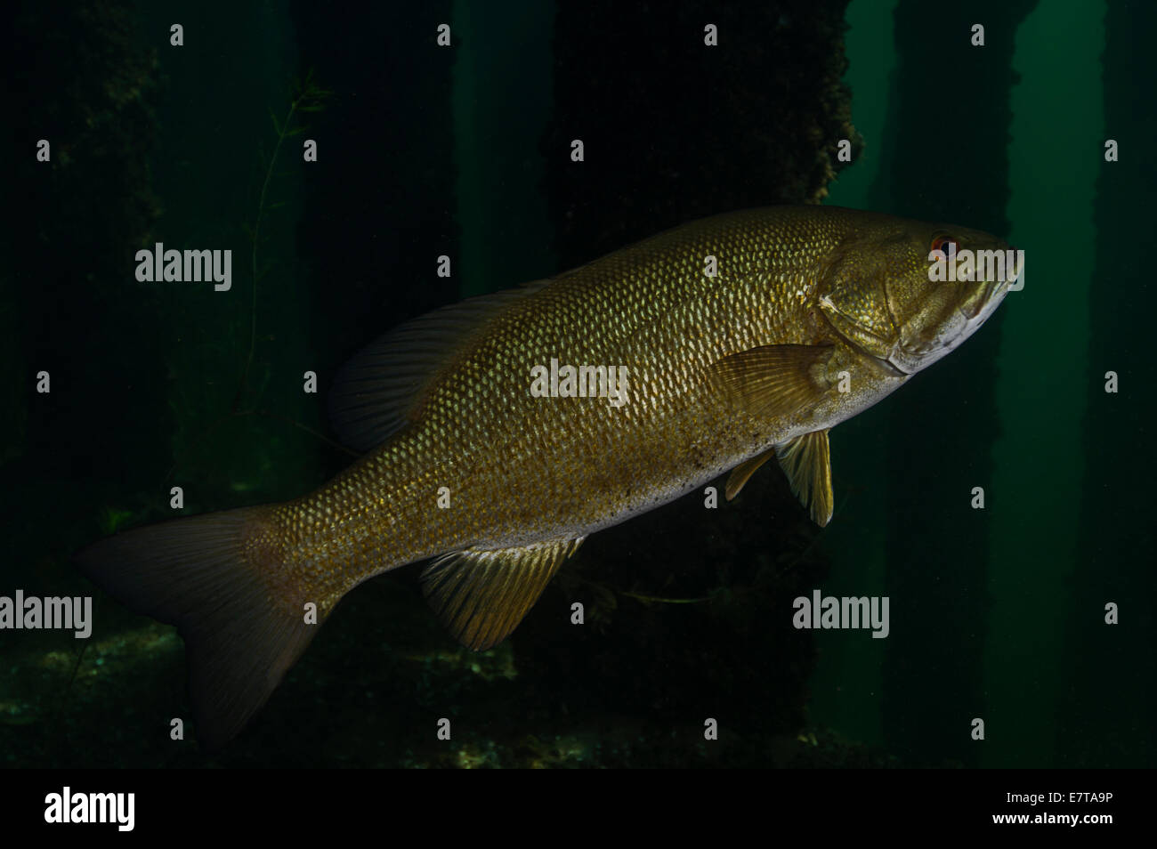 A smallmouth bass (Micropterus dolomieu) underwater at in the Welland ...
