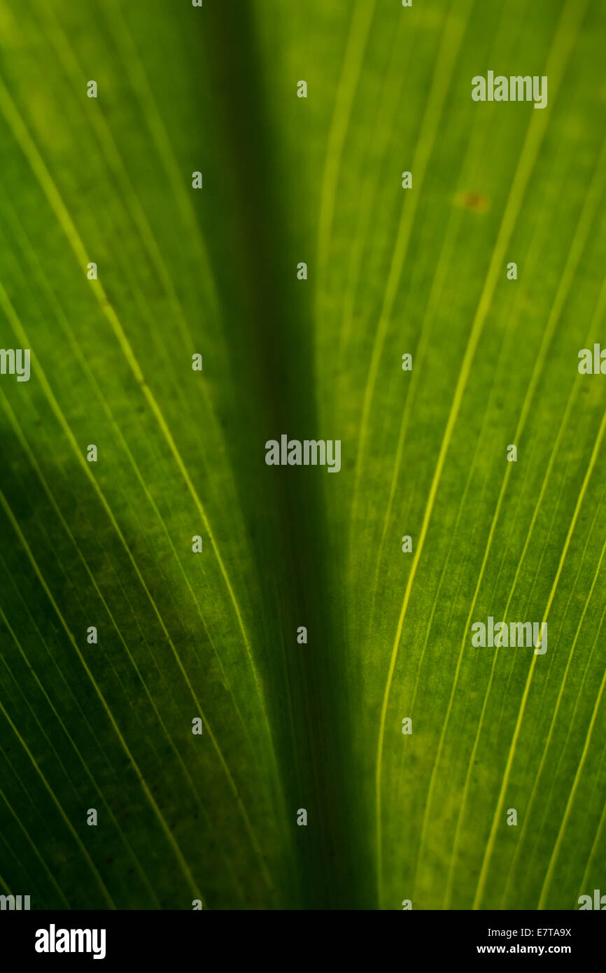 Ti leaf veins Stock Photo - Alamy