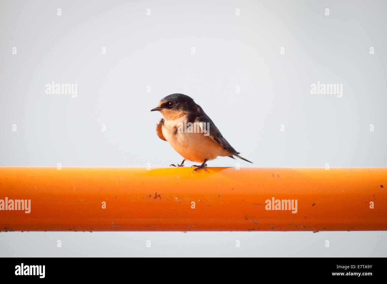 A cute Barn Swallow (Hirundo rustica) on an orange railing. Chicago ...