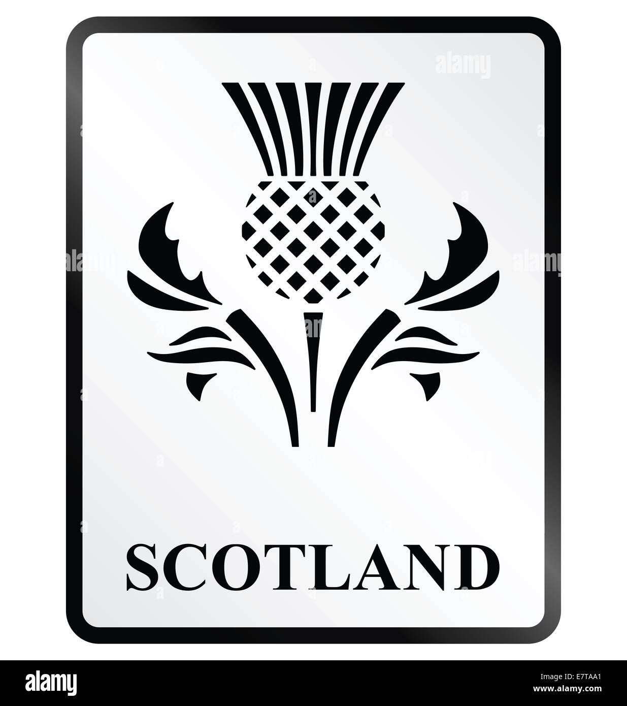 Scottish thistle drawing hi-res stock photography and images - Alamy