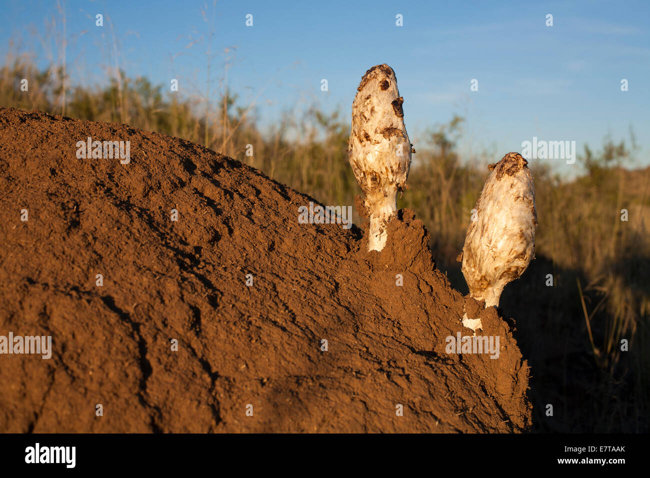 Termitomyces High Resolution Stock Photography and Images - Alamy