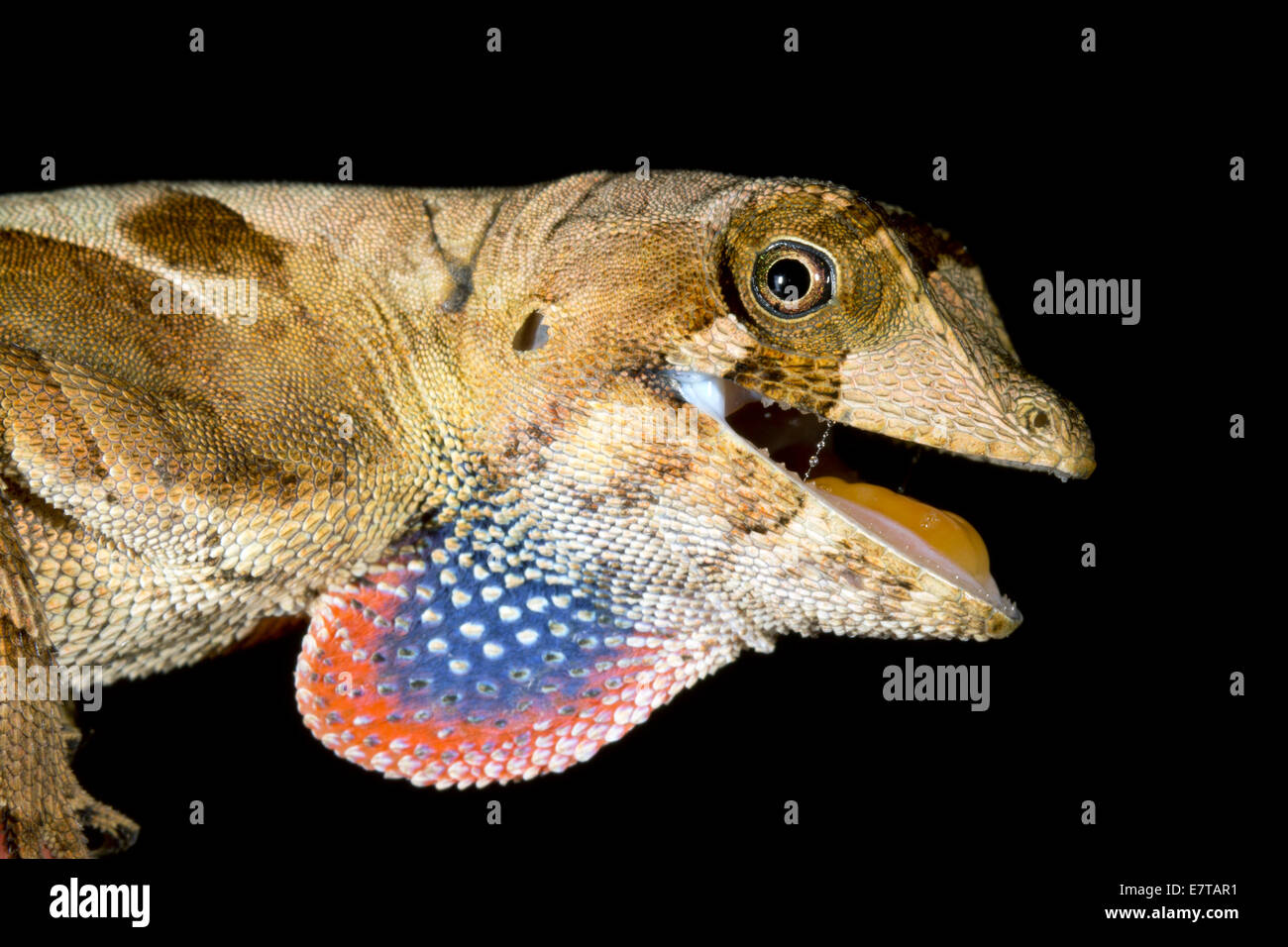 Lizard with extended dewlap hi-res stock photography and images - Alamy