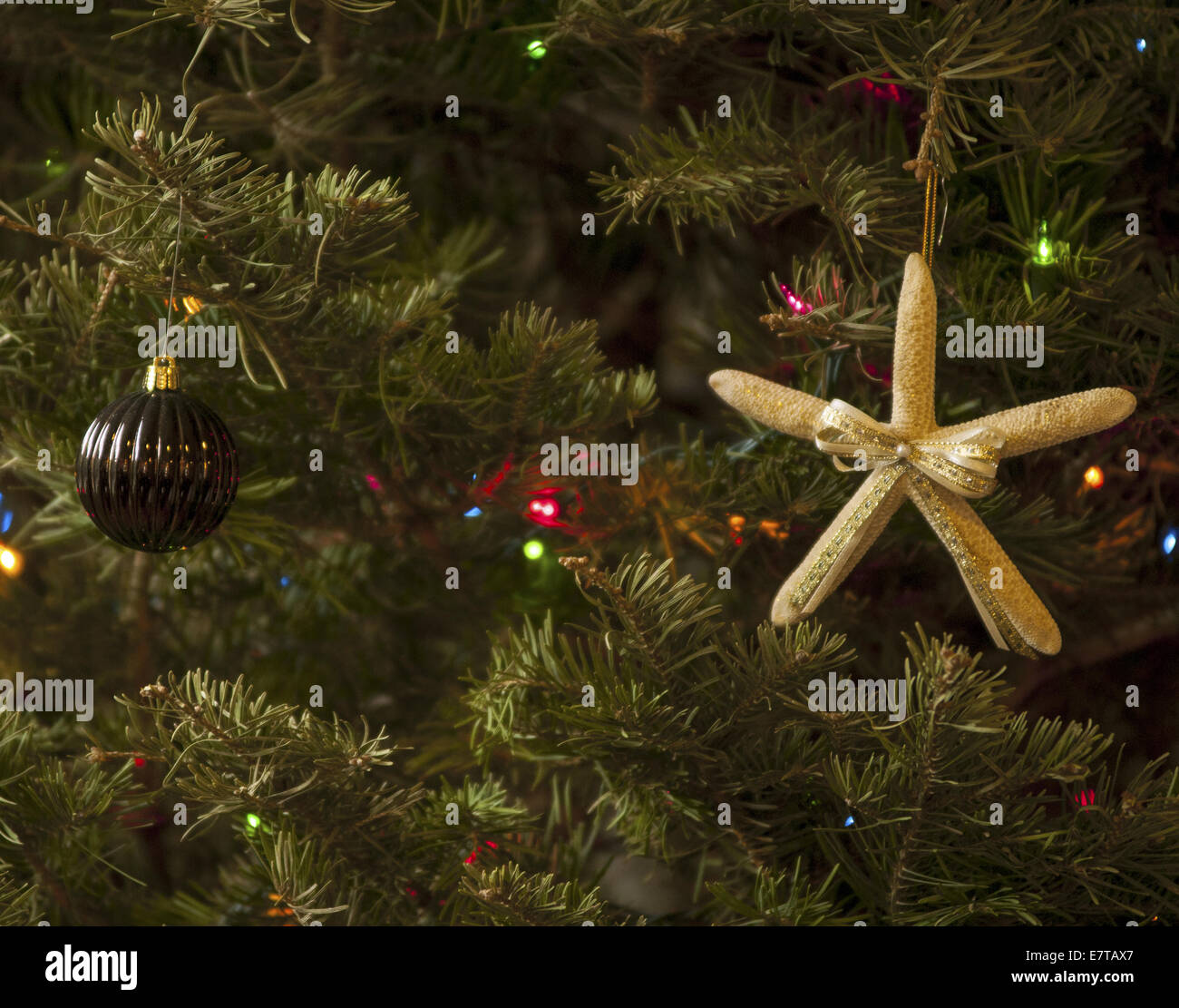 Starfish tree hi-res stock photography and images - Alamy