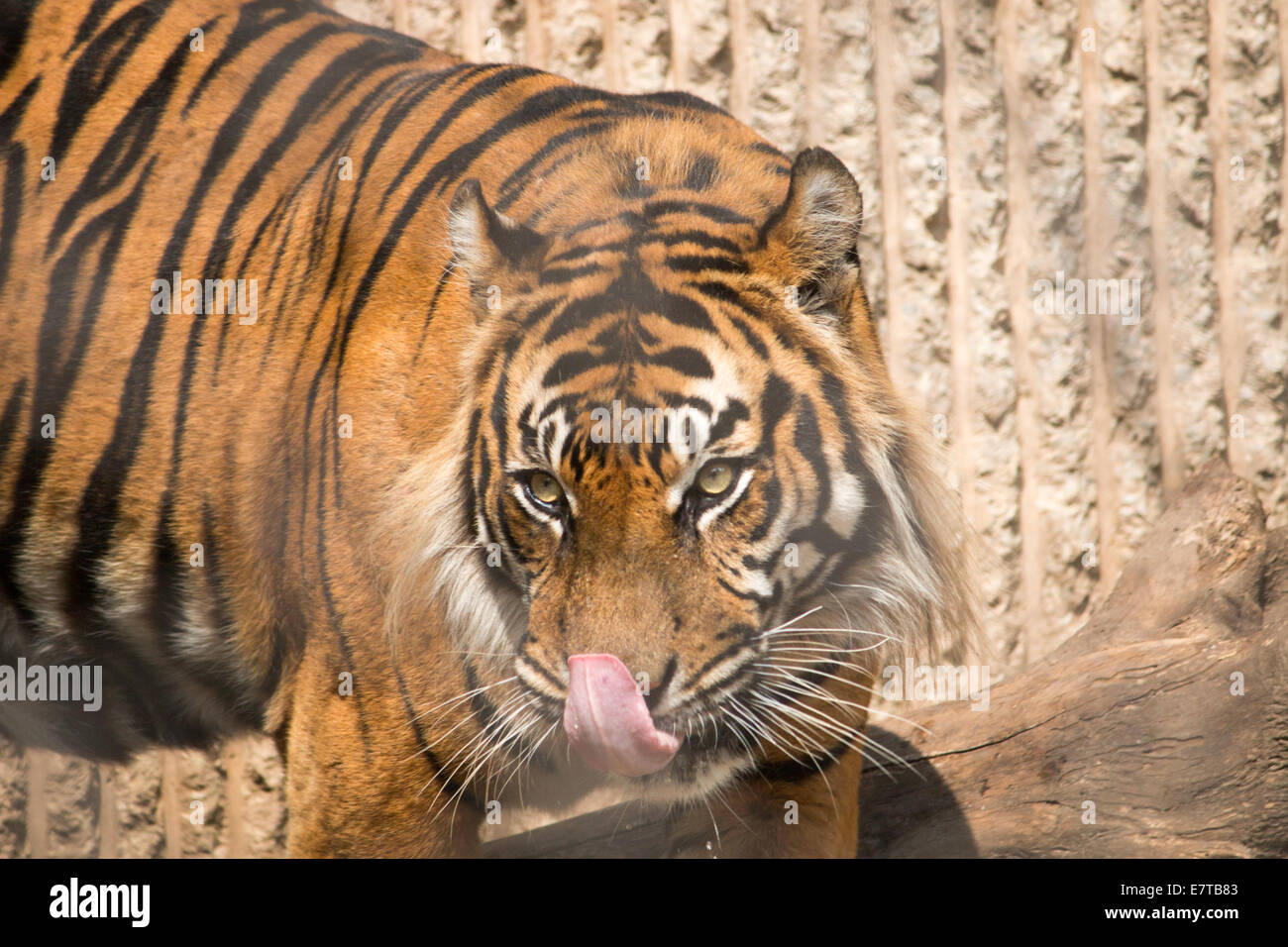 Tiger Pose High Resolution Stock Photography and Images - Alamy