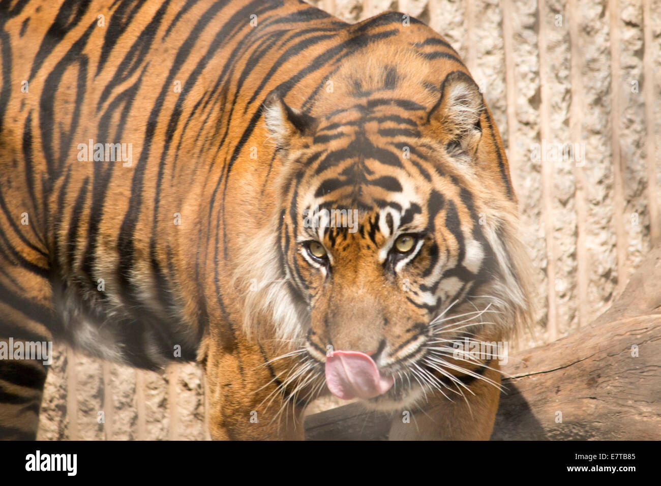 Tiger side pose with tongue sticking out Stock Photo - Alamy