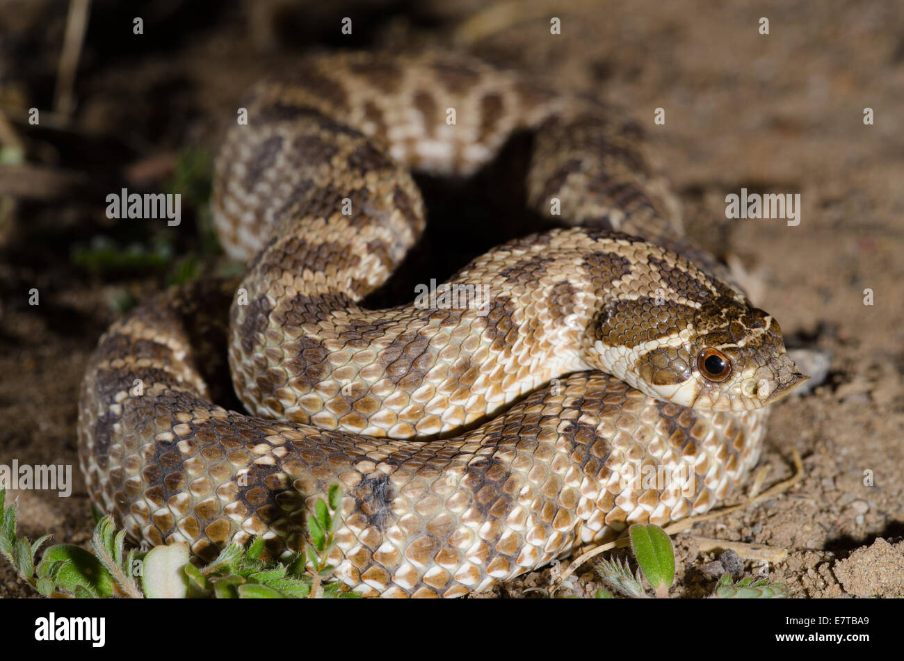Plains Hognose Snake, (Heterodon nasicus), Bernalillio co., New Mexico ...