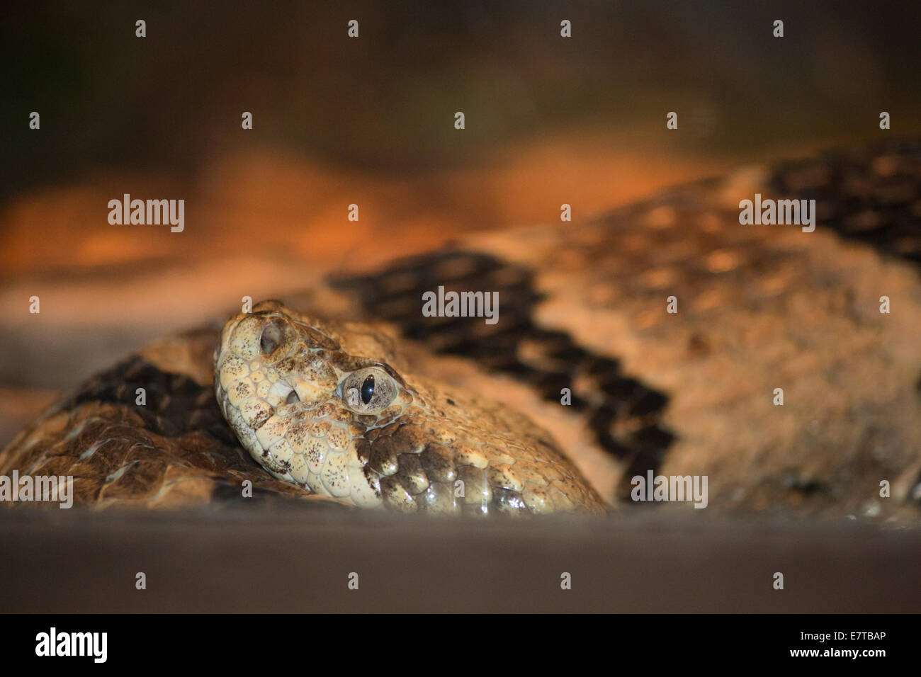 Herpetology hi-res stock photography and images - Alamy