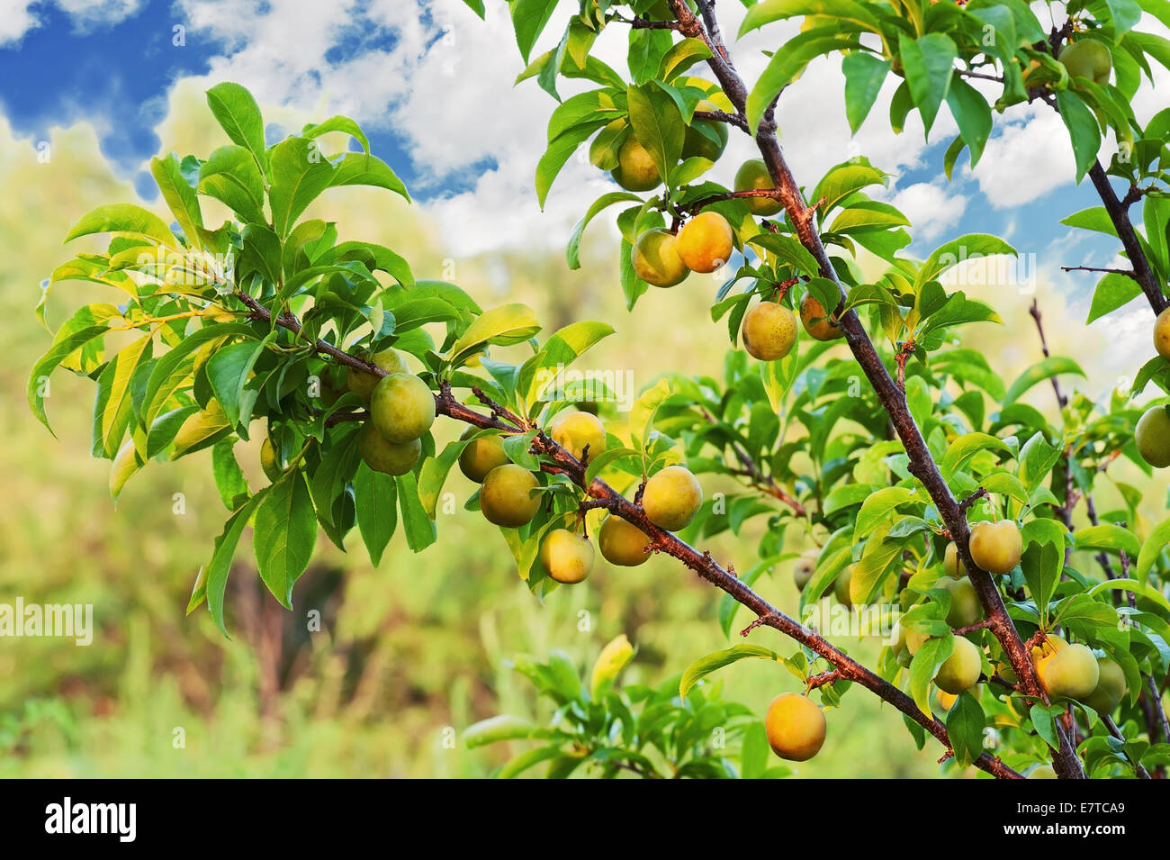 Yellow plum tree with fruits on blue sky growing in the garden Stock ...
