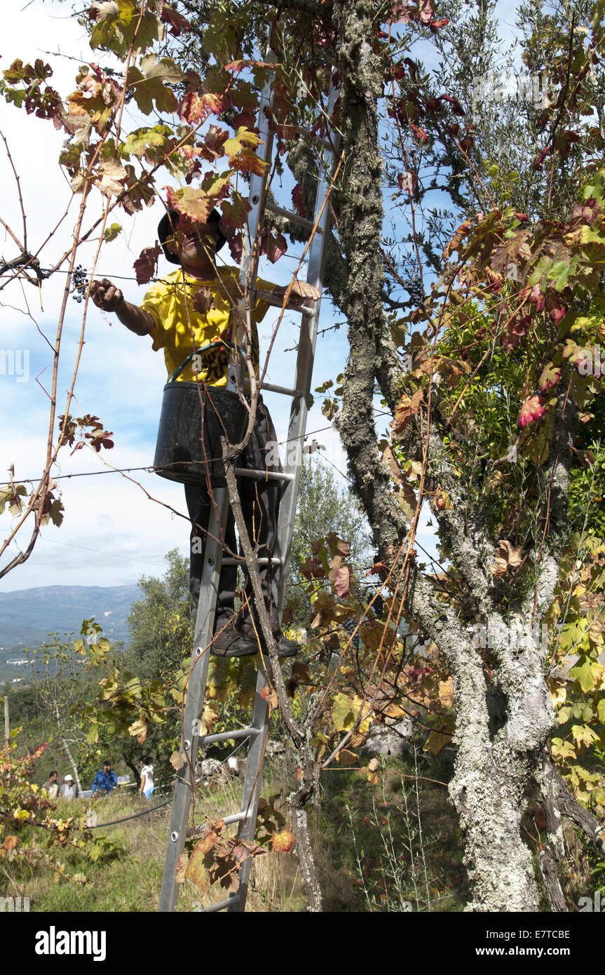 Vine Ladder High Resolution Stock Photography and Images - Alamy