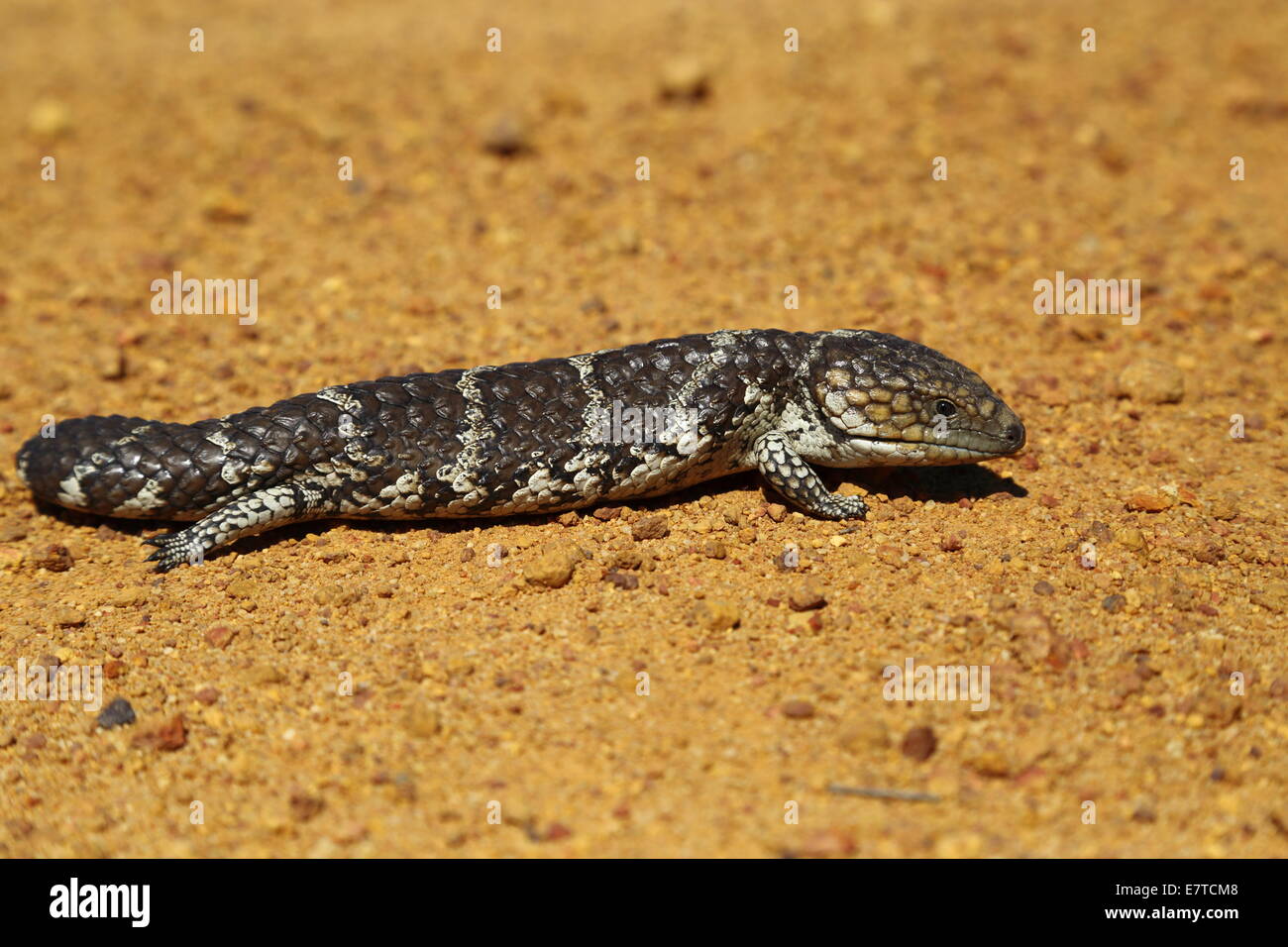Blue tongued lizard hi-res stock photography and images - Alamy