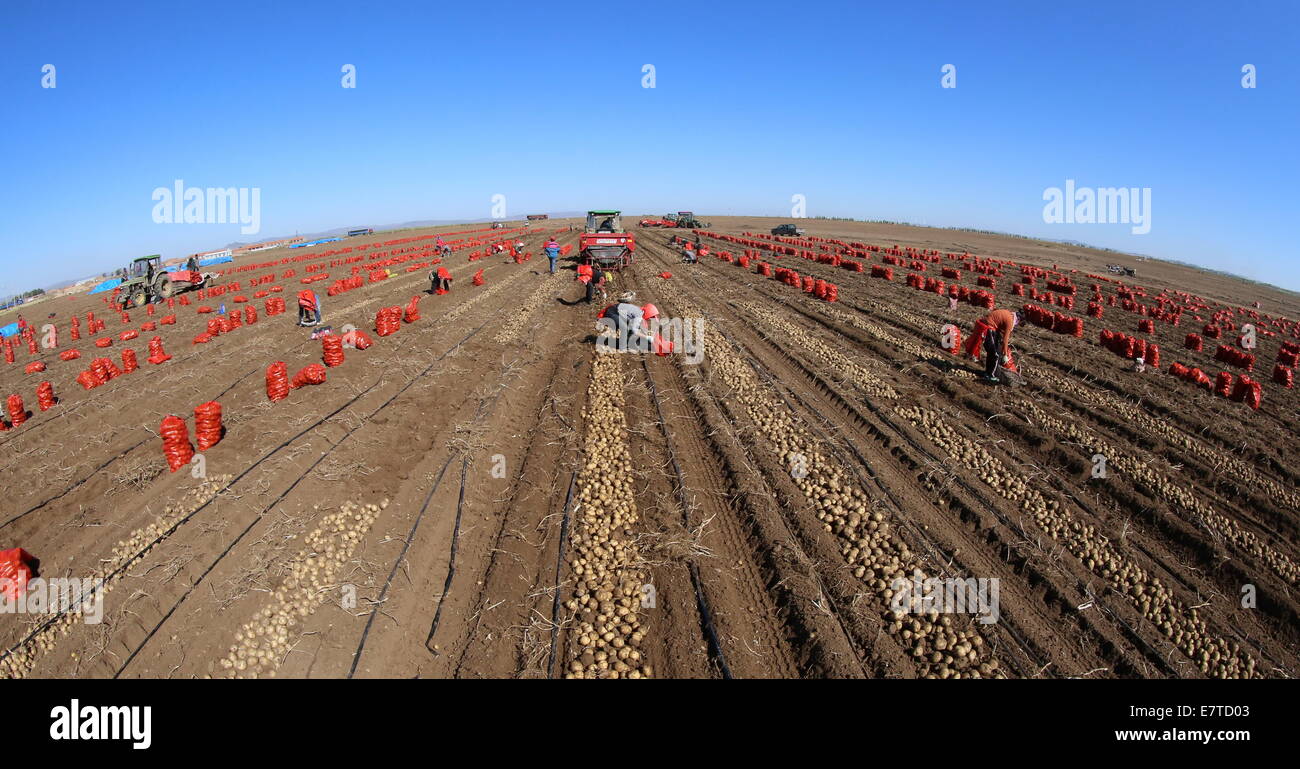Tons of potatoes hi-res stock photography and images - Alamy