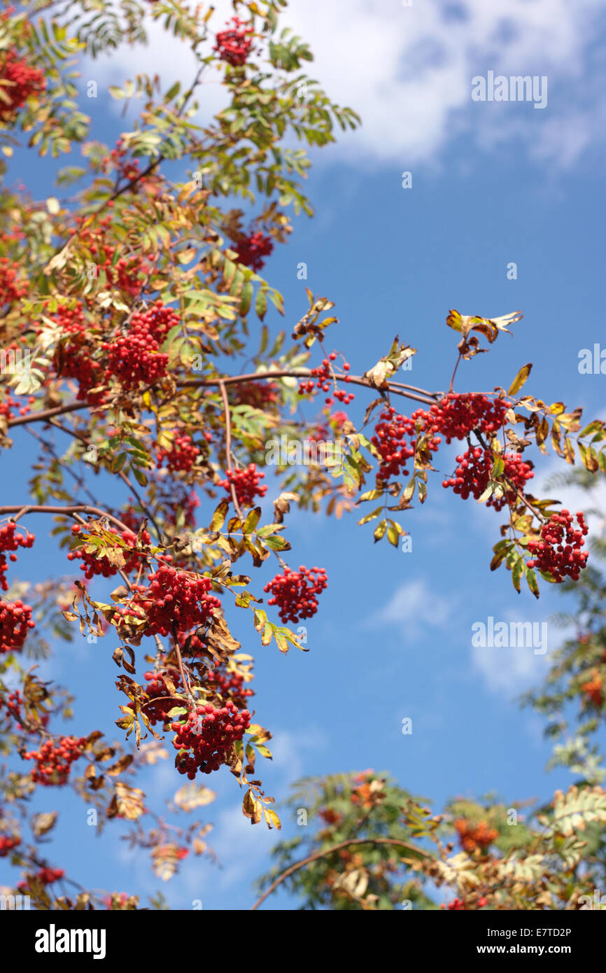 Ashberry fruit hi-res stock photography and images - Alamy