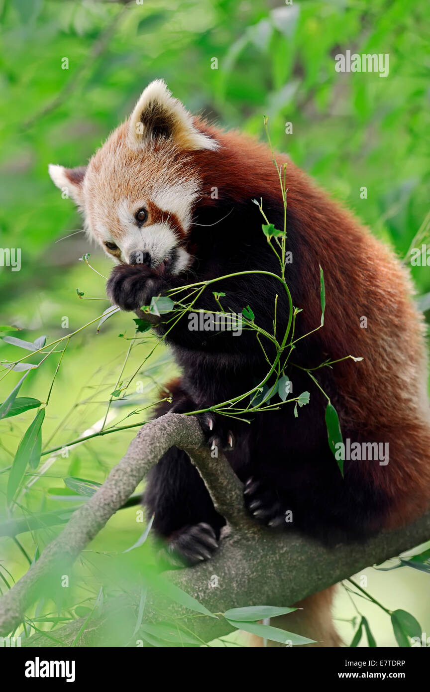 Red Panda (Ailurus fulgens), feeding on bamboo shoots, native to China ...