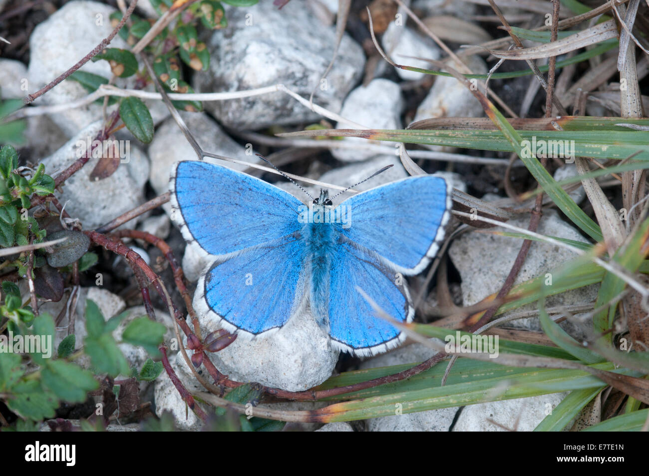 Male Adonis Blue on the short turf of Malling Down Stock Photo - Alamy