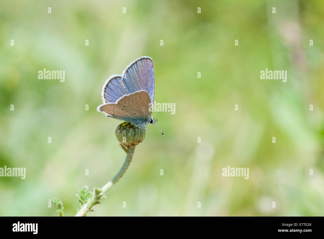 Top osiris hi-res stock photography and images - Alamy