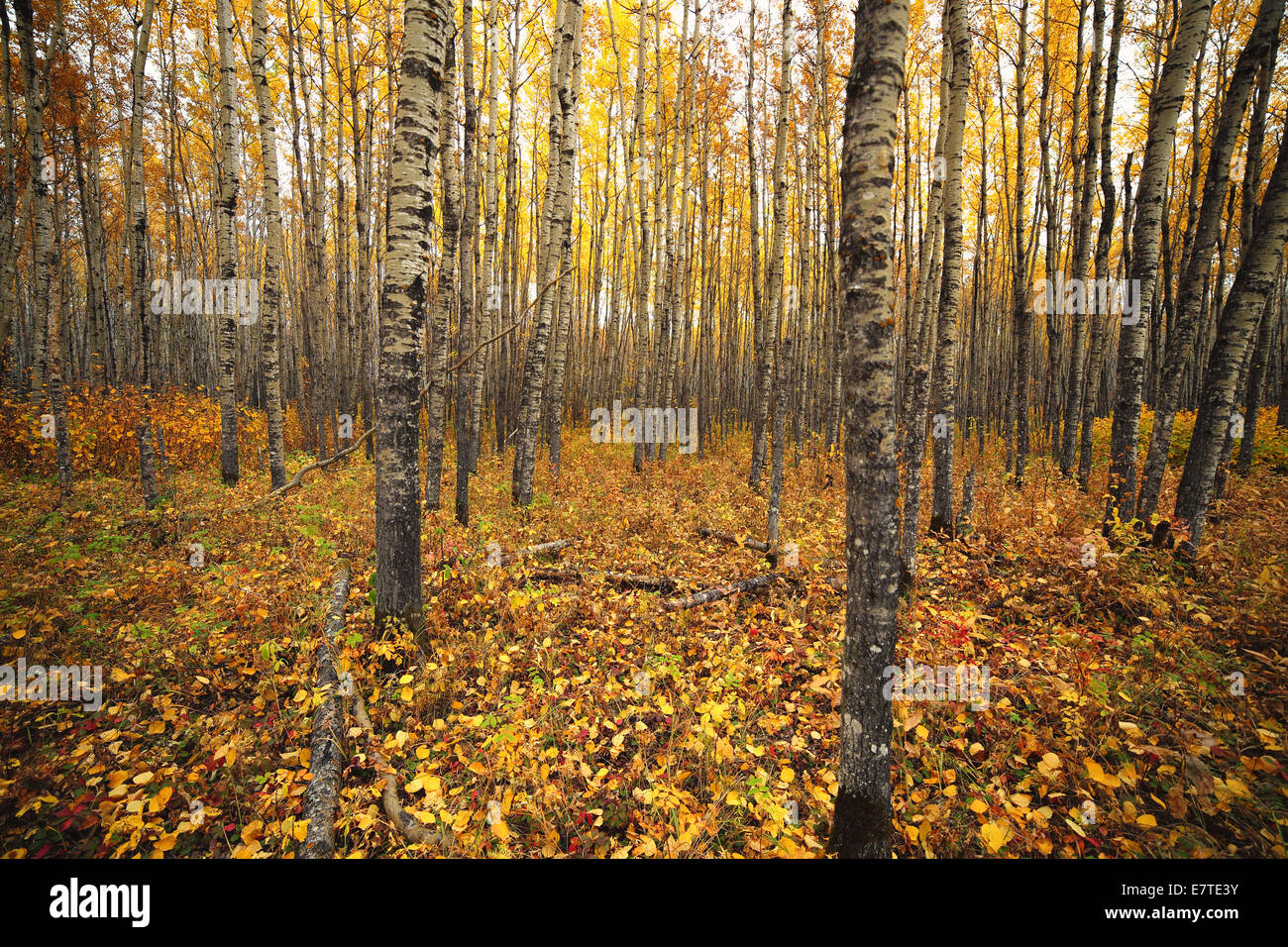 Beautiful aspen trees (Populus tremuloides) showing off their colors in ...