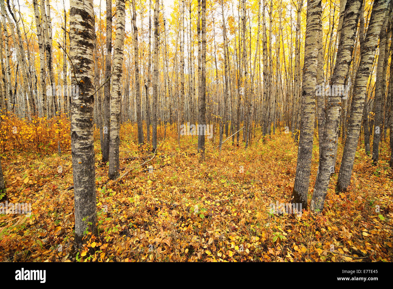 Beautiful aspen trees (Populus tremuloides) showing off their colors in ...
