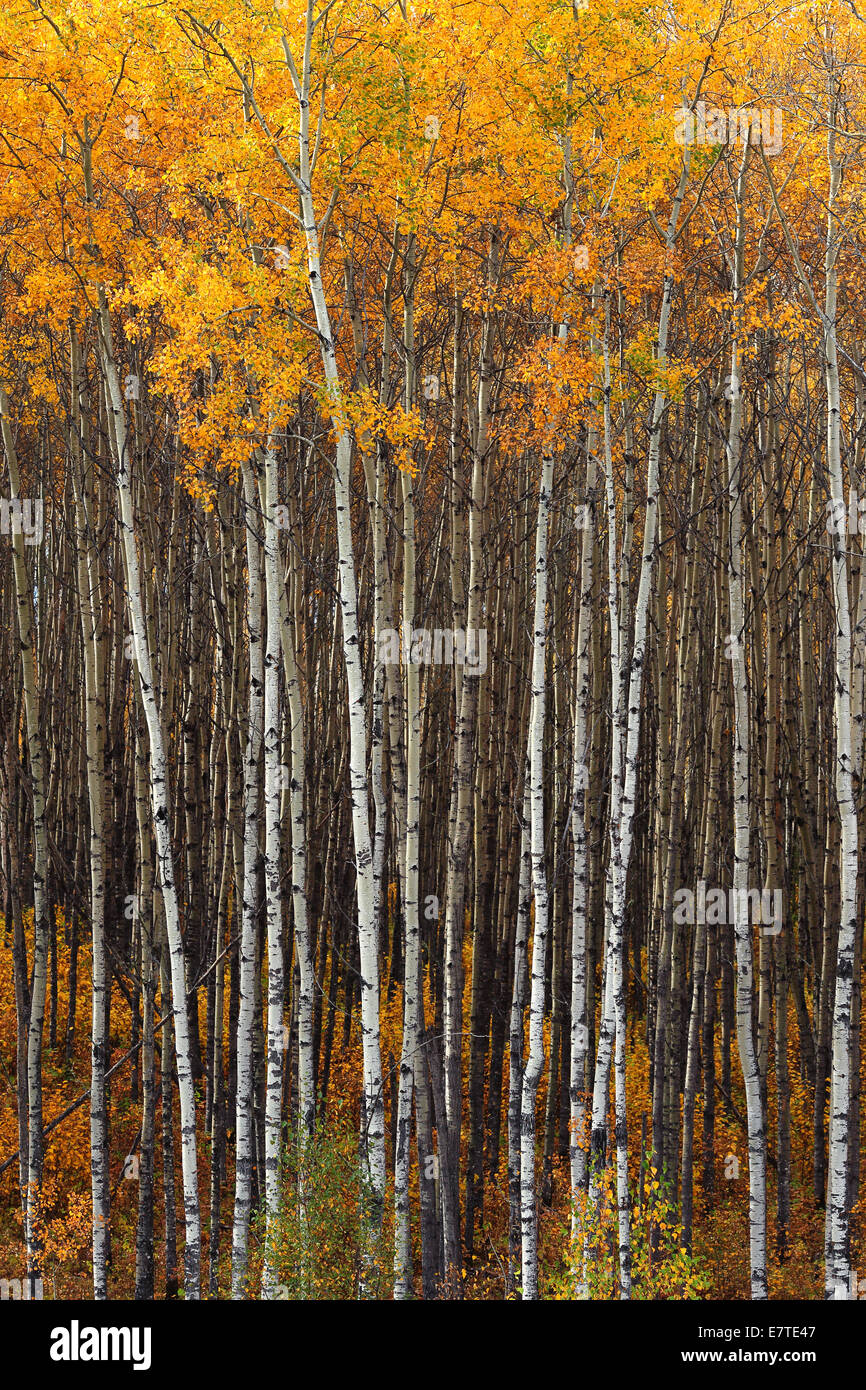 Beautiful aspen trees (Populus tremuloides) showing off their colors in ...