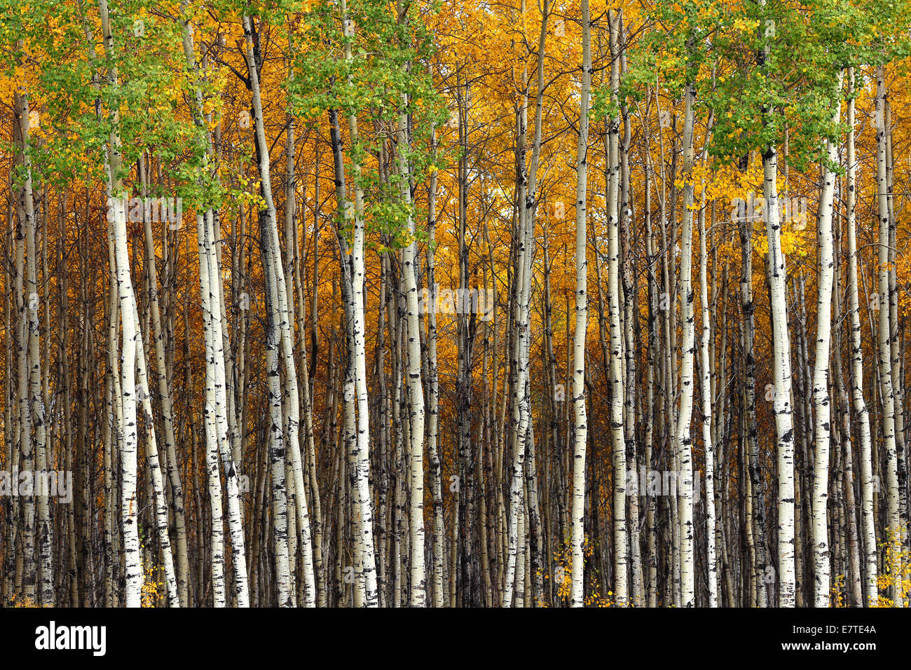 Aspen colors hi-res stock photography and images - Alamy