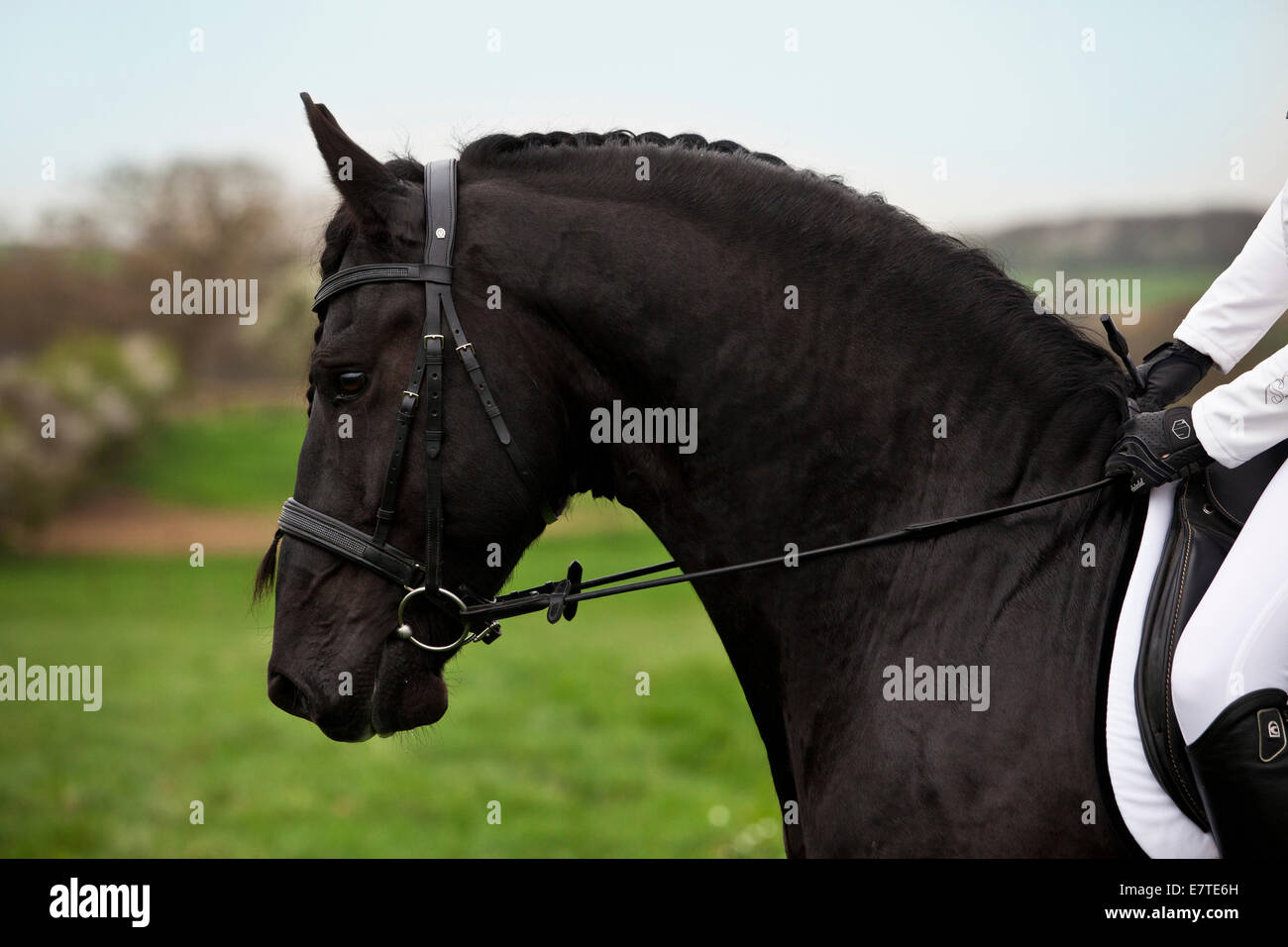 Friesian or Frisian horse, stallion, English bridle, head position in ...
