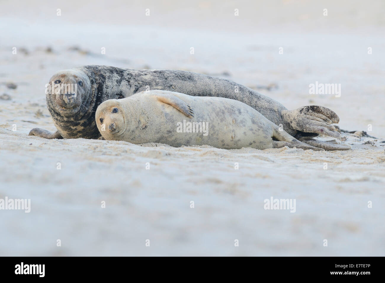 Grey Seals (Halichoerus grypus), bull and cow, Heligoland Düne ...