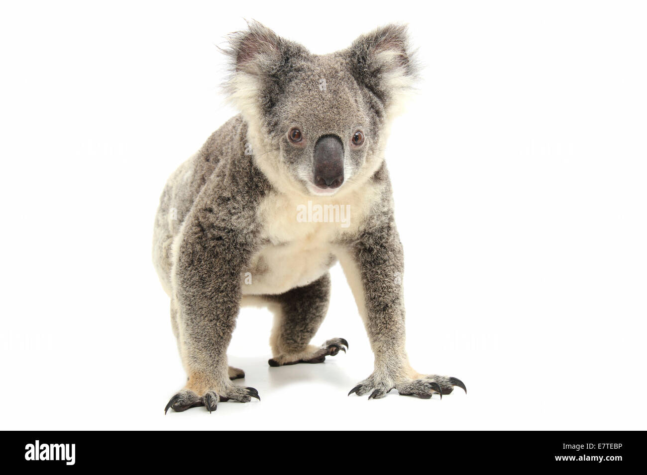Koala (Phascolarctos cinereus Stock Photo - Alamy