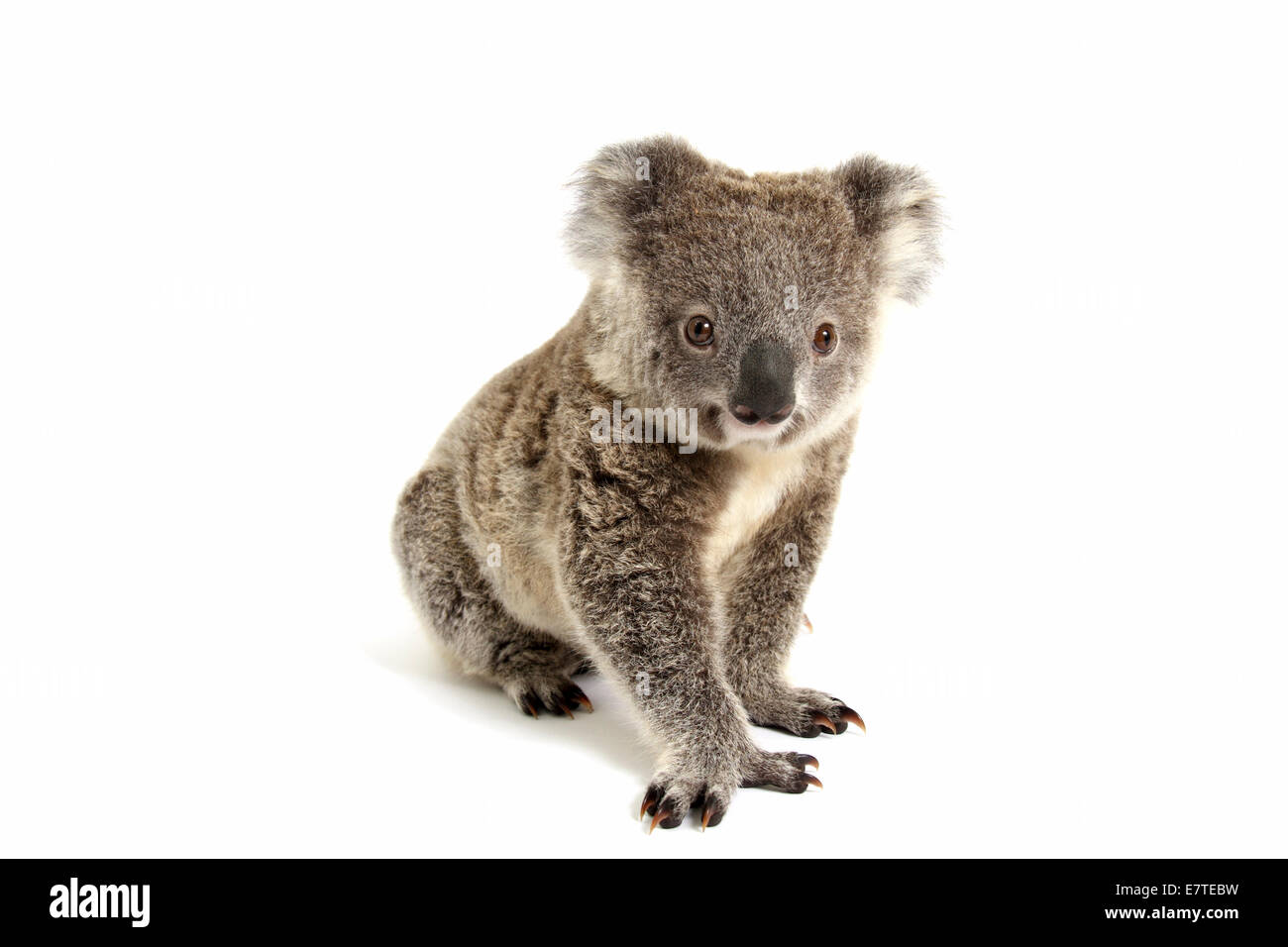 Full body of koala hi-res stock photography and images - Alamy