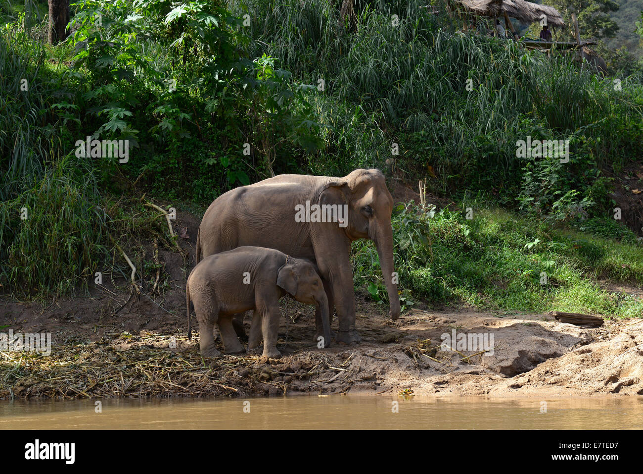 Cow asian hi-res stock photography and images - Alamy