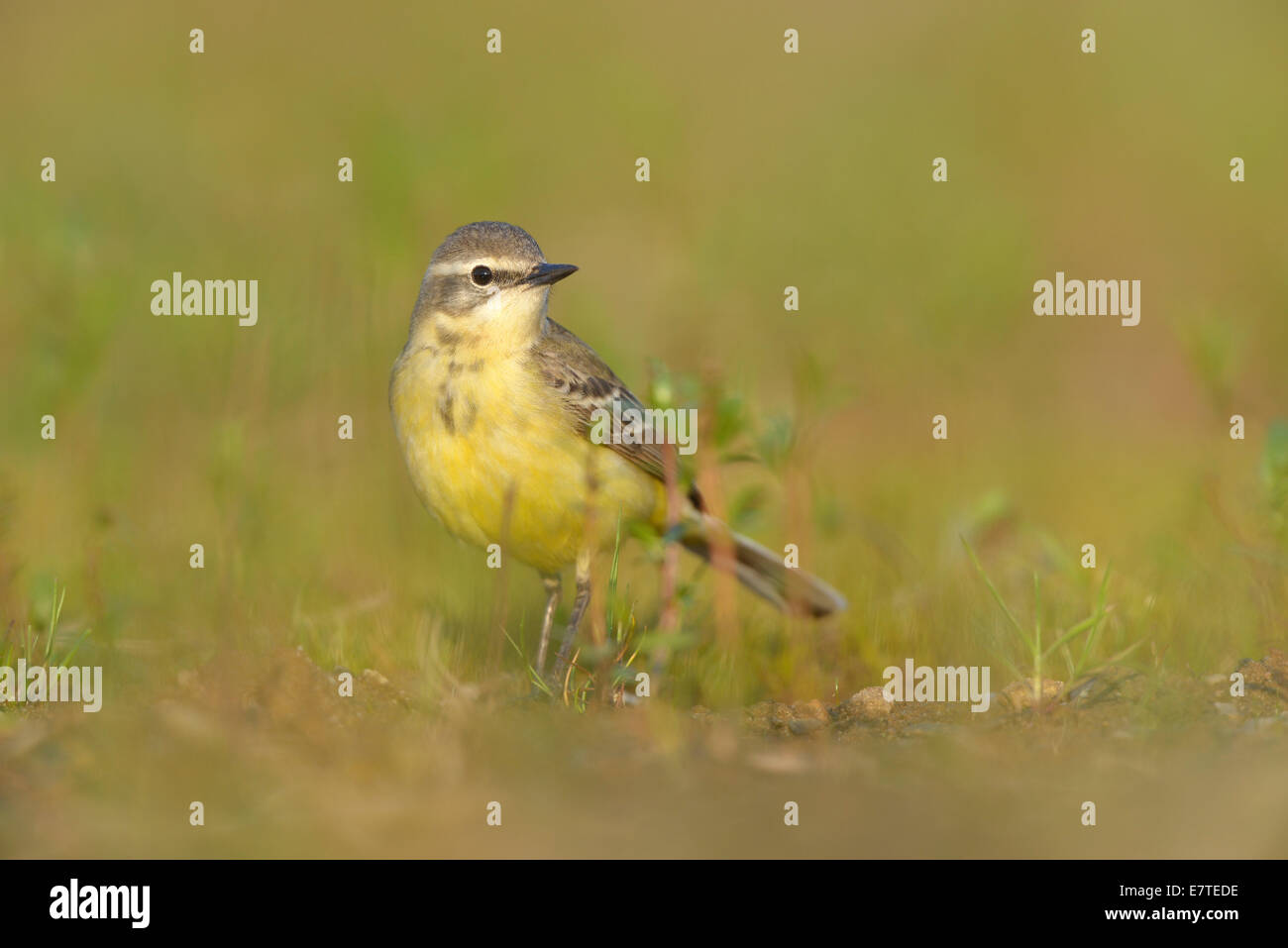 Western Yellow Wagtail (Motacilla flava), Saxony-Anhalt, Germany Stock ...