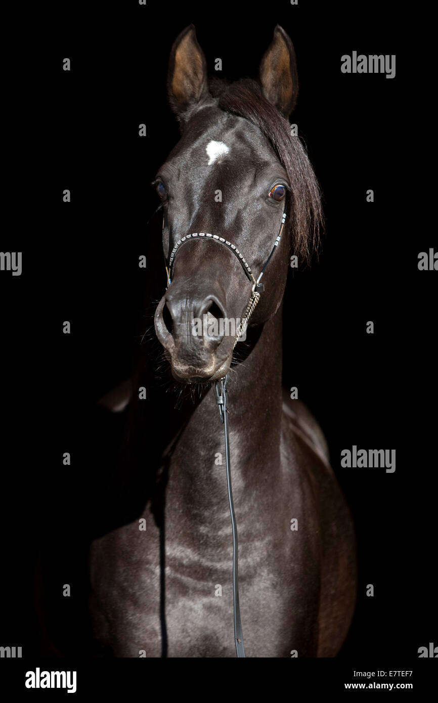 Black Arabian Stallion Show Horse