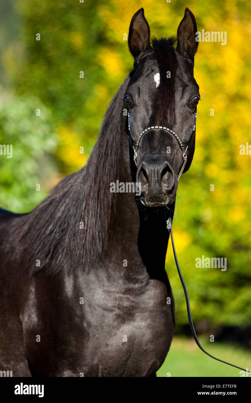 Arabian Thoroughbred Horse wearing a show halter, black stallion, in ...