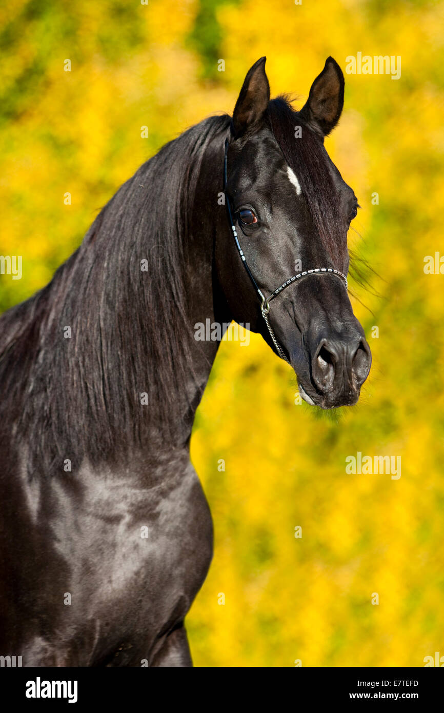 Arabian thoroughbred horse wearing show hi-res stock photography and ...