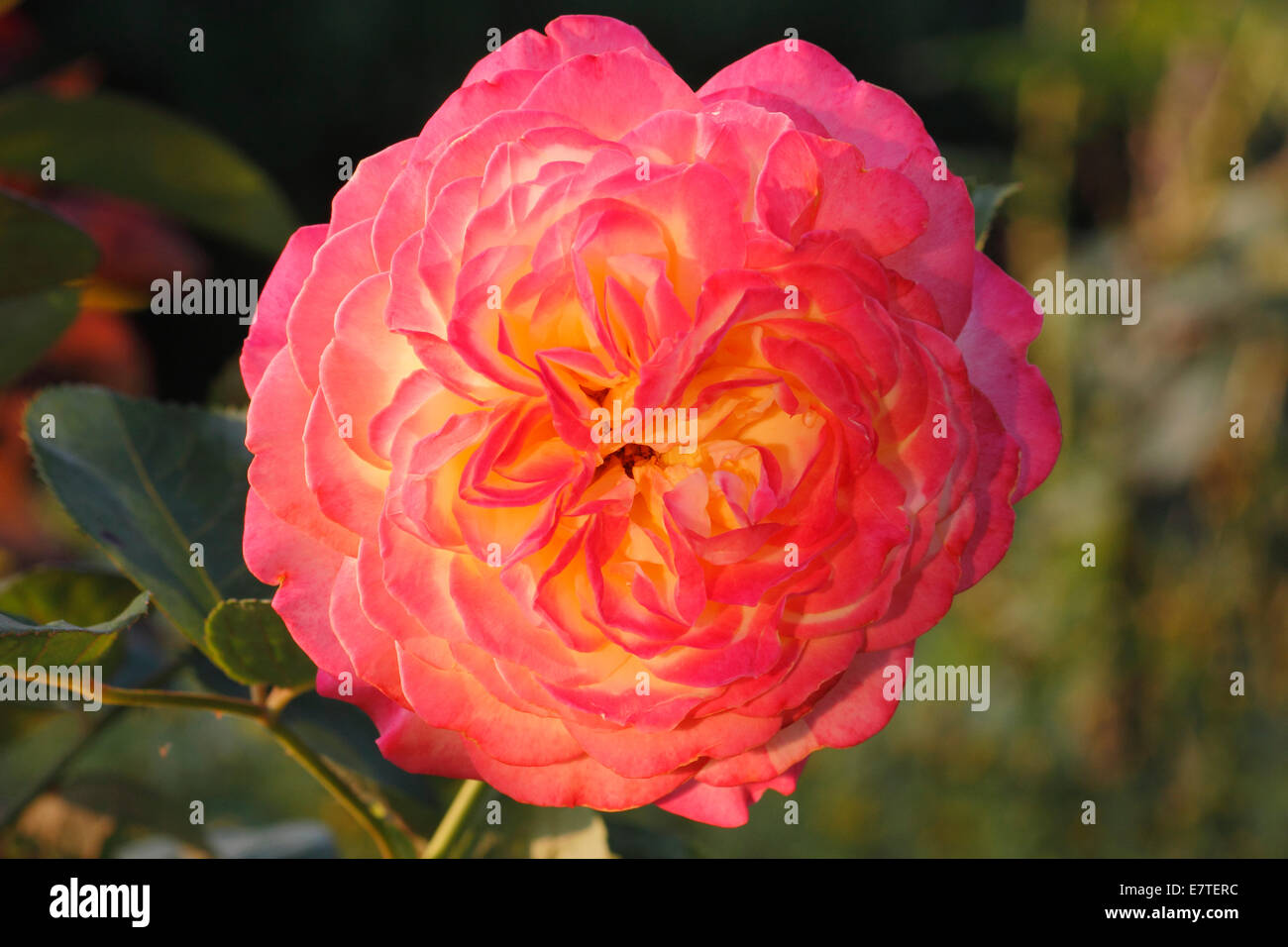 Orange-yellow Floribunda Rose (Rosa sp Stock Photo - Alamy