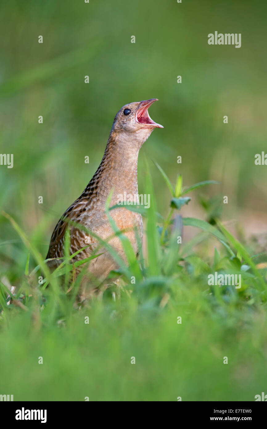 Corncrake hi-res stock photography and images - Alamy