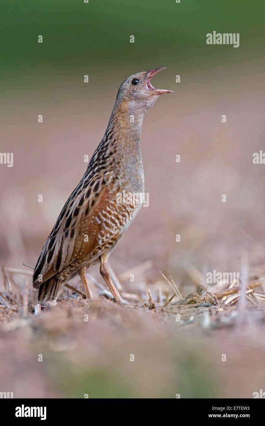 Corncrake calling hi-res stock photography and images - Alamy