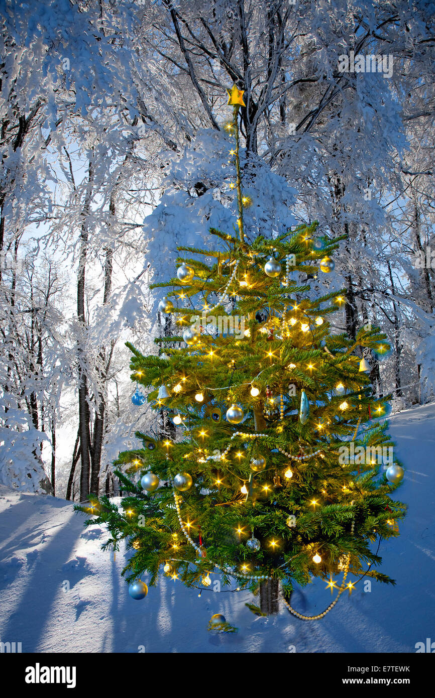 Decorated tree in forest hi-res stock photography and images - Alamy