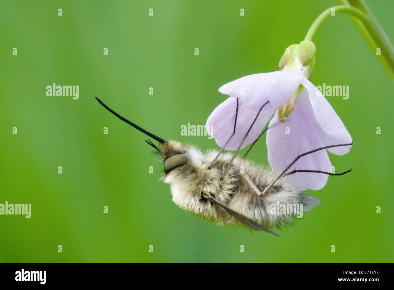 Bombylius major hi-res stock photography and images - Alamy