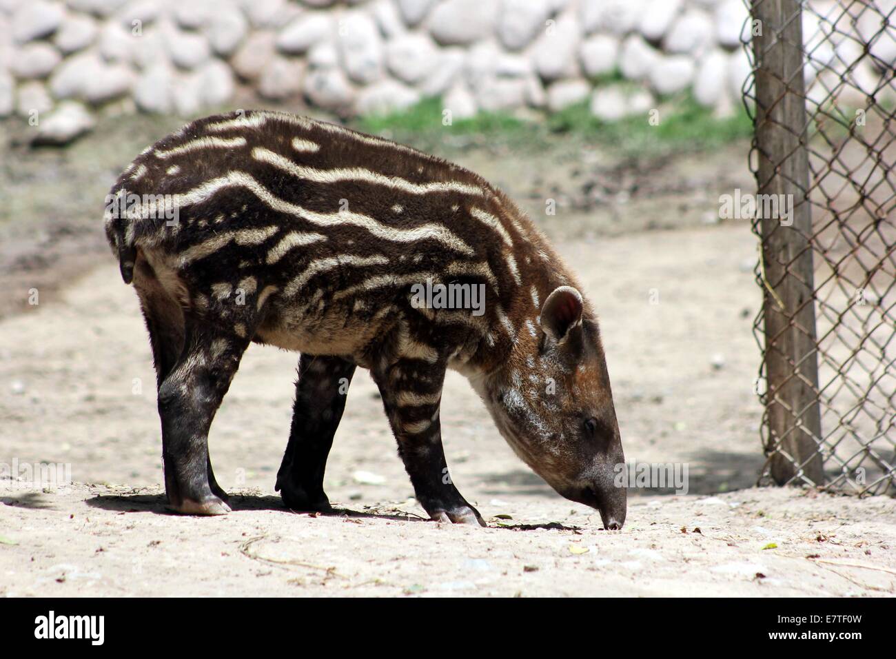(140924) -- LIMA, Sept. 24, 2014 (Xinhua) -- "Jana", a female tapir cub ...