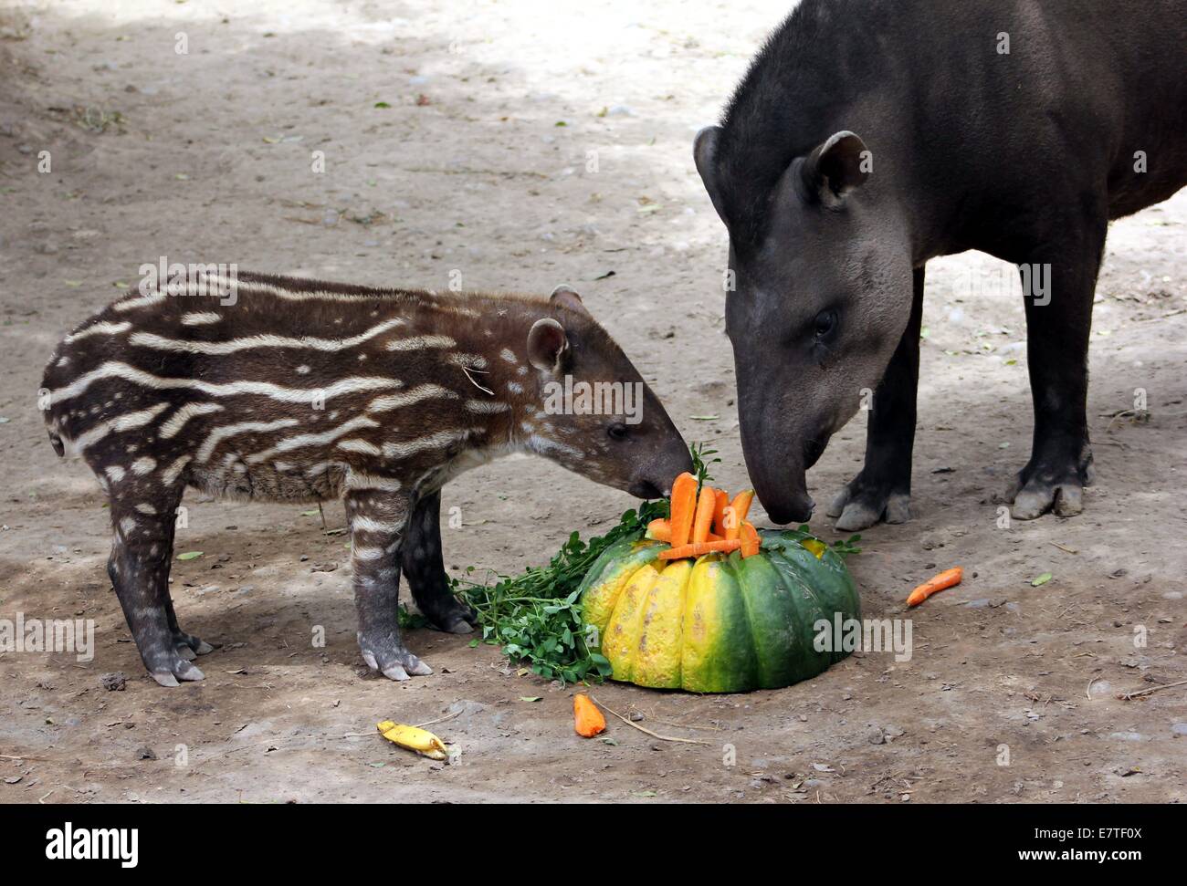 (140924) -- LIMA, Sept. 24, 2014 (Xinhua) -- "Jana"(L), a female tapir ...