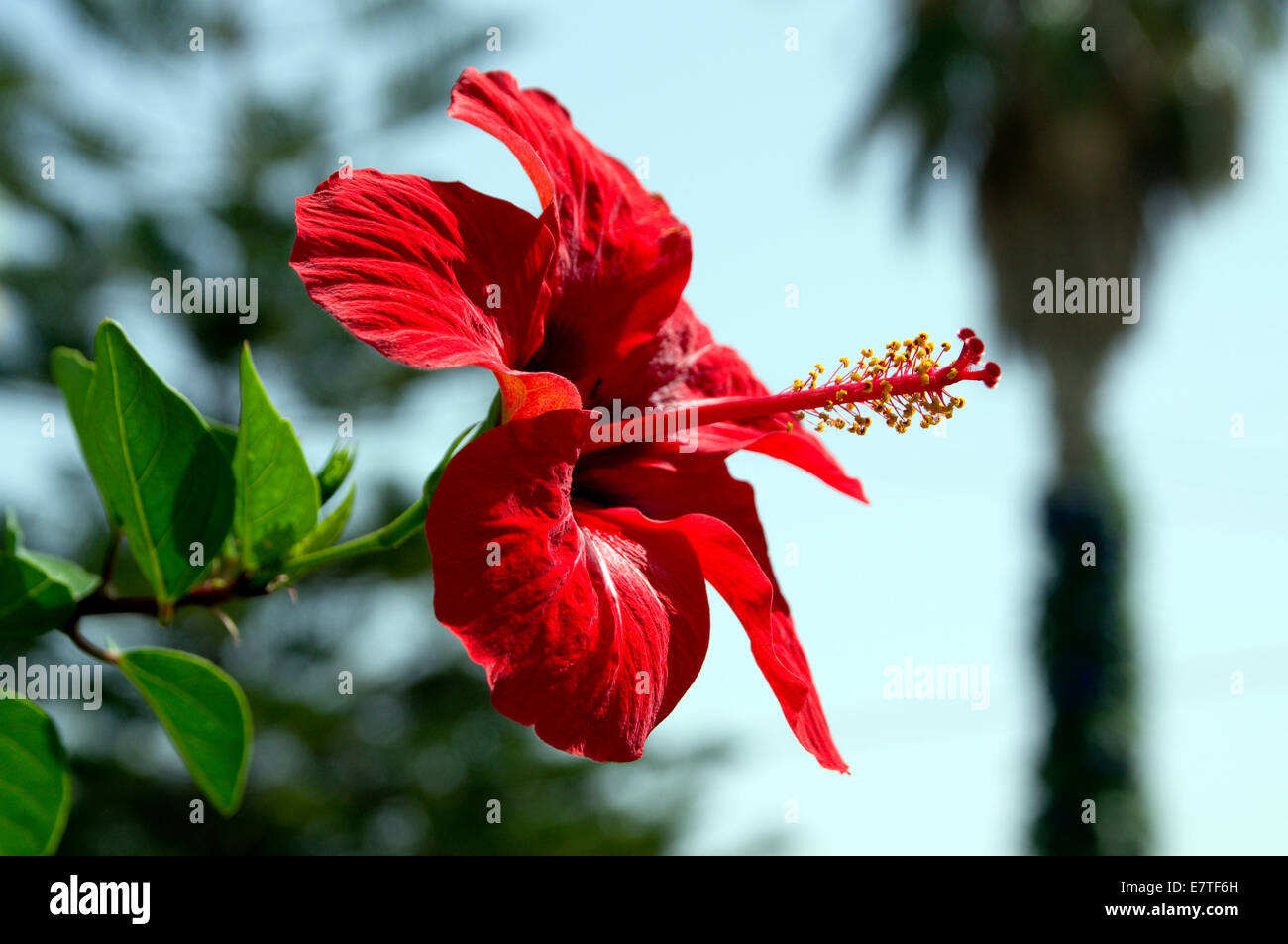 Hibiscus H .rosa-sinensis: flower, Kos, Dodecanese Islands, Greece ...