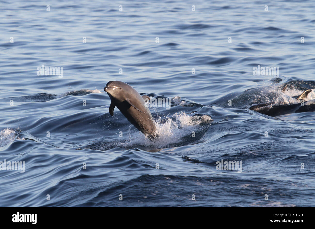 Bottlenose Dolphin leaping bow riding Stock Photo - Alamy