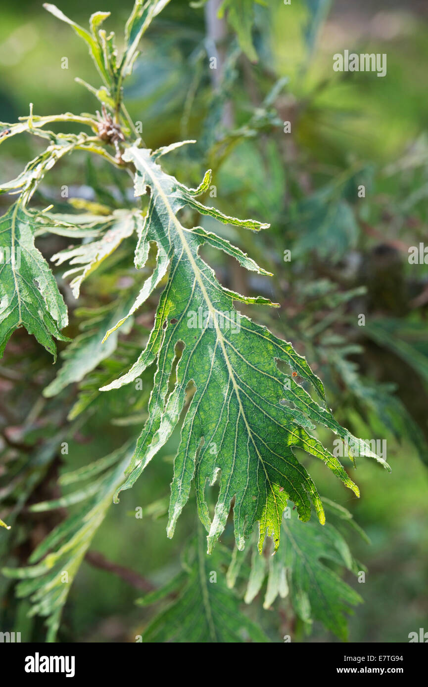 Quercus dentata 'pinnatifida'. Japanese Emperor Oak leaf Stock Photo ...