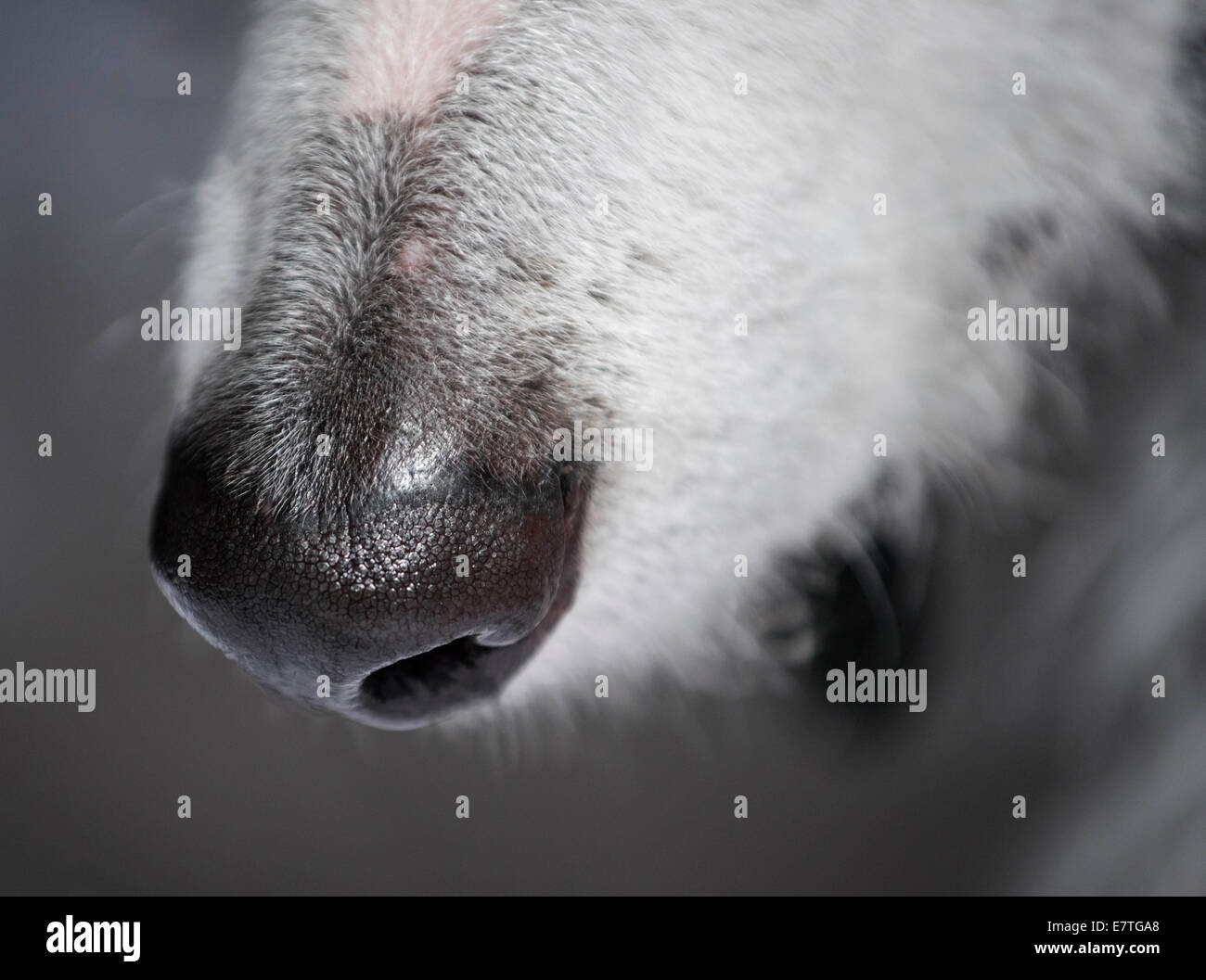 Lurchers hi-res stock photography and images - Alamy