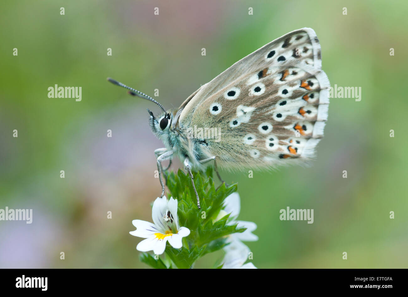 Chalk Hill Blue Butterfly Uk High Resolution Stock Photography and ...