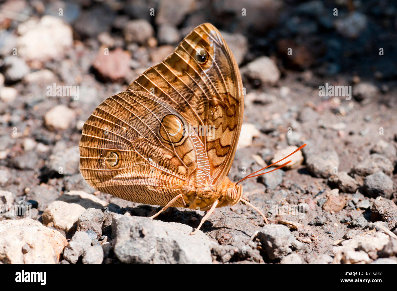 Orange Owlet mud-puddling at Arroyo Frio, Mexico Stock Photo - Alamy